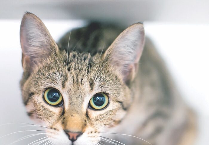 Subscriber Only Archives - Catwatch Newsletter