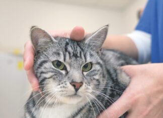 Registration Complete - Catwatch Newsletter