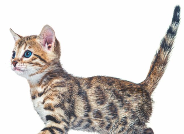 Registration Complete - Catwatch Newsletter