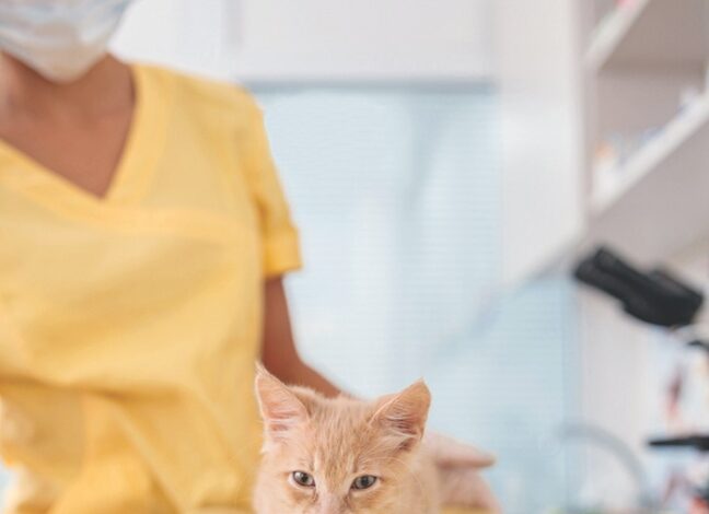 Registration Complete - Catwatch Newsletter