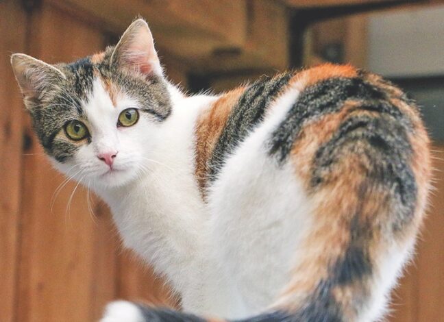 Registration Complete - Catwatch Newsletter