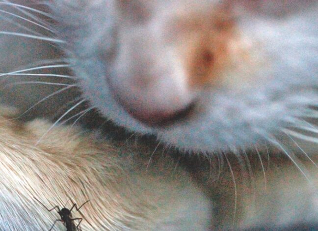 Registration Complete - Catwatch Newsletter