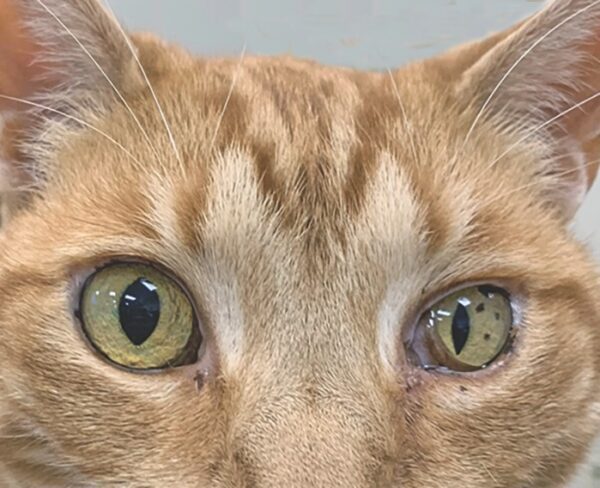 Your Guide to Ear Polyps - Catwatch Newsletter