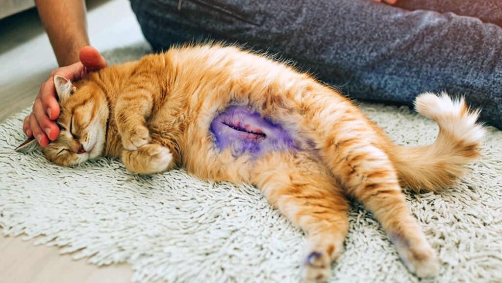 Pyometra: A Reason to Spay - Catwatch Newsletter