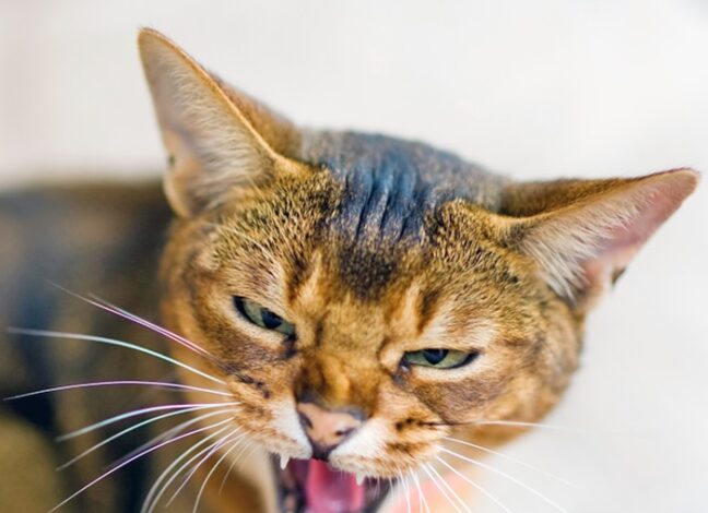 Registration Complete - Catwatch Newsletter