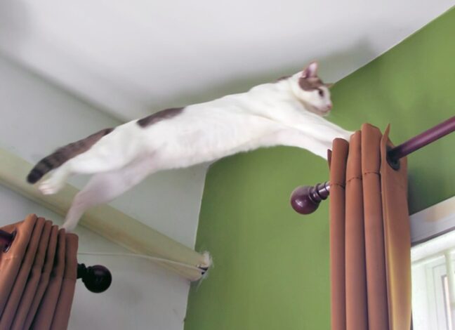 Registration Complete - Catwatch Newsletter