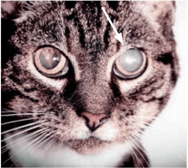 Cataracts in Cats - Catwatch Newsletter