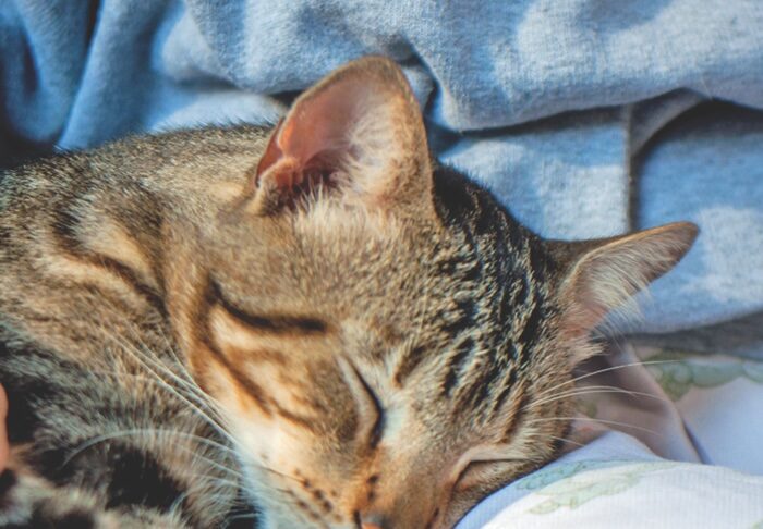 Home - Catwatch Newsletter