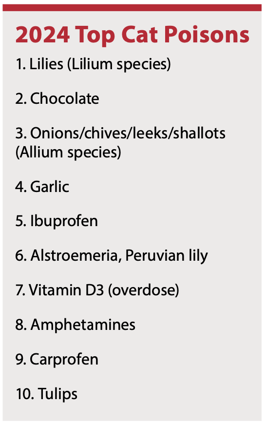 Pet Poison Helpline 2024 Top Cat Poison Cases - Catwatch Newsletter