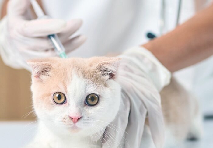 Home - Catwatch Newsletter